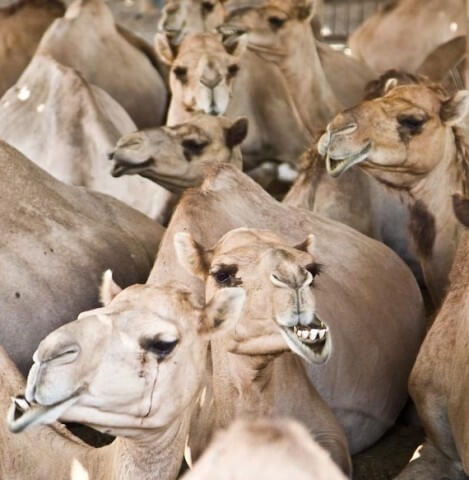 Saudis cure cancer with camel urine, inspire Obama to cure economy with ...